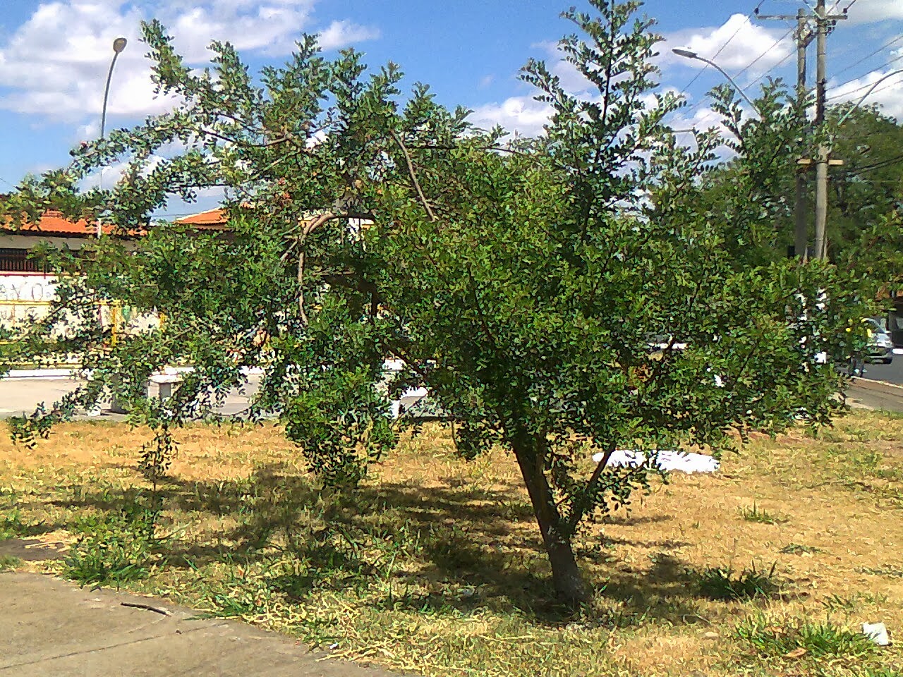 Suaveolens: UMA AROEIRA PARA O DIA DA ÁRVORE (HOJE)